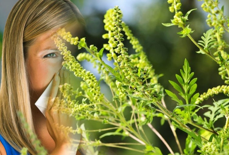 Амброзия полыннолистная — полезный сорняк | Травник